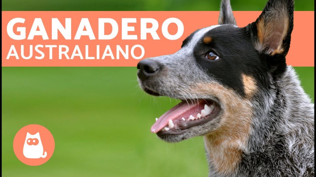 Peso Boyero De Australia A Los 3 Meses: Guía Completa Y Cuidados Esenciales