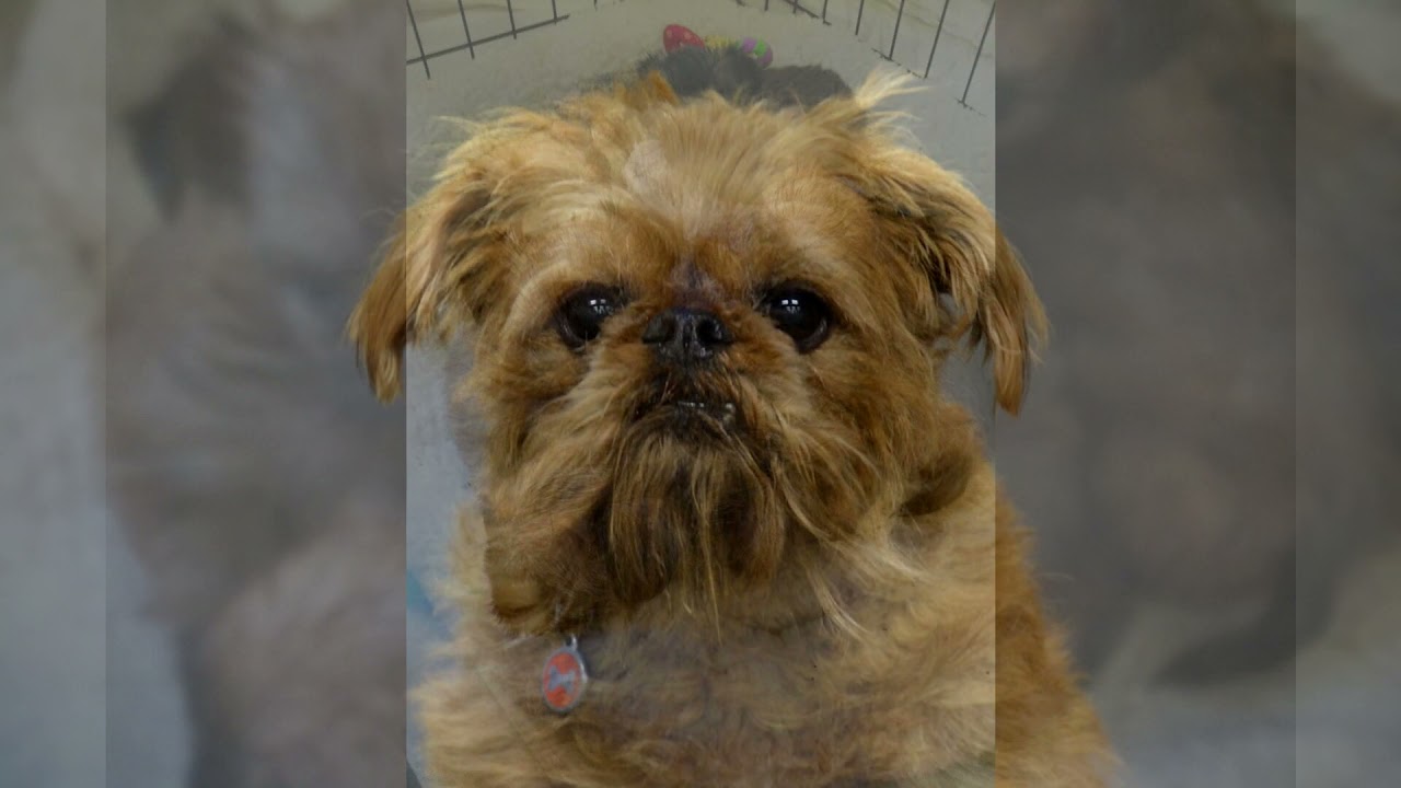 Peso Grifón De Bruselas 3 Meses: Guía Completa De Salud Y Crecimiento