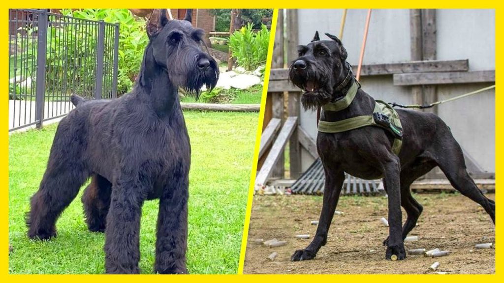 Peso Schnauzer Gigante 3 Meses Guía Completa De Crecimiento Y Salud