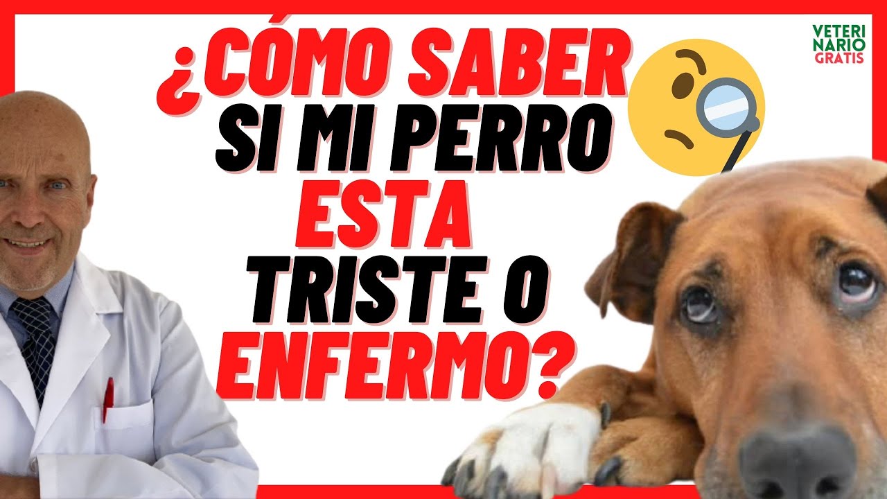Entender La Tristeza Canina: Qué Le Pasa A Mi Perro Si Está Triste Y ...
