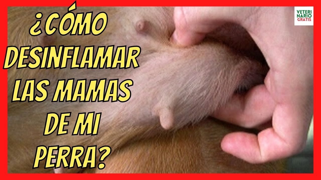 Lactancia En Perras: ¿Qué Significa Si A Mi Perra Le Sale Leche?