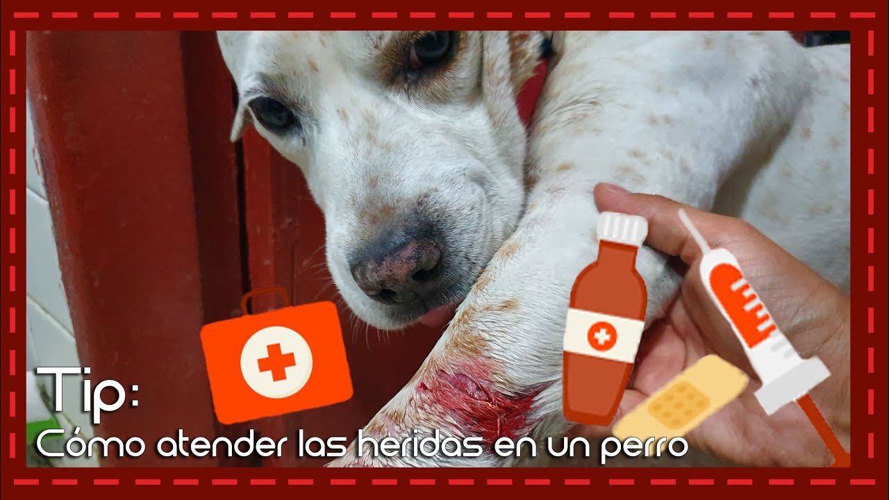 Consecuencias Y Primeros Auxilios: ¿Qué Hacer Si A Tu Perro Lo Muerde ...