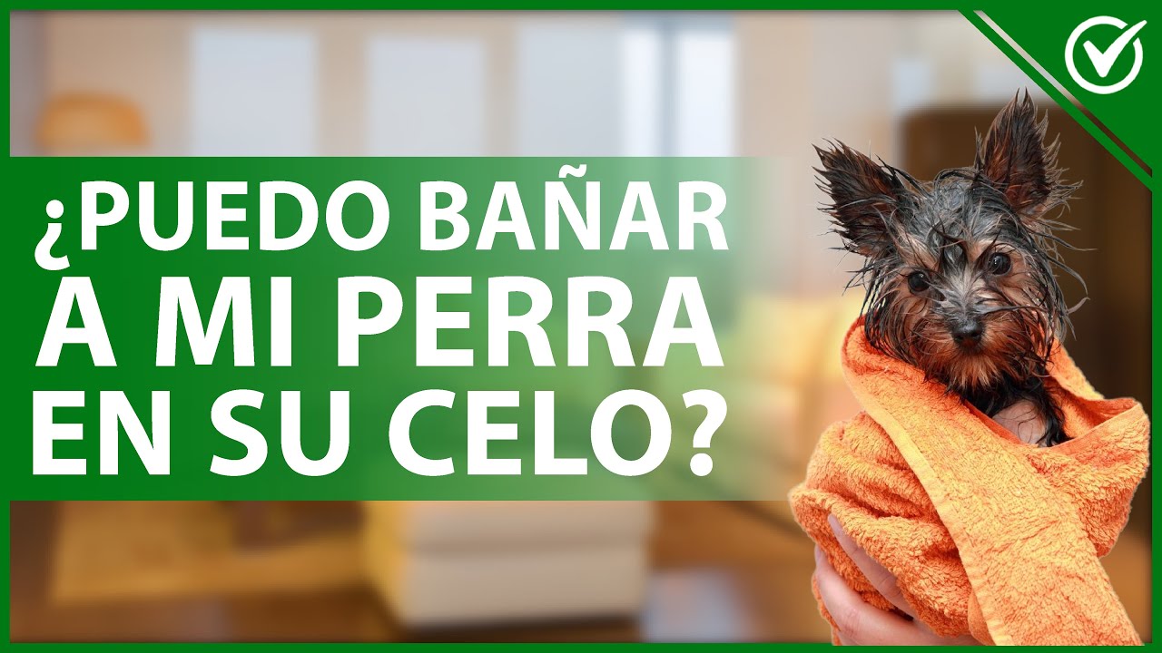 Bañar A Mi Perra Durante La Menstruación: Riesgos Y Consejos De Higiene
