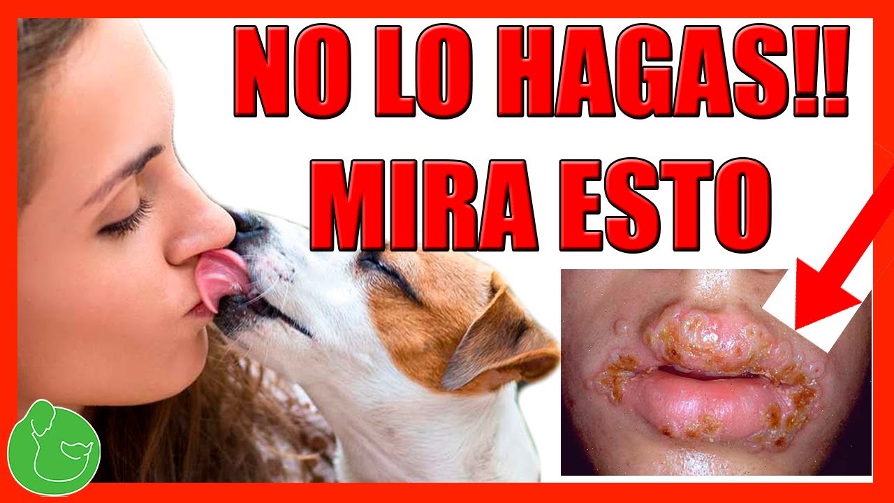¿Qué Pasa Si Beso A Mi Perro? Riesgos Y Consejos De Higiene Canina