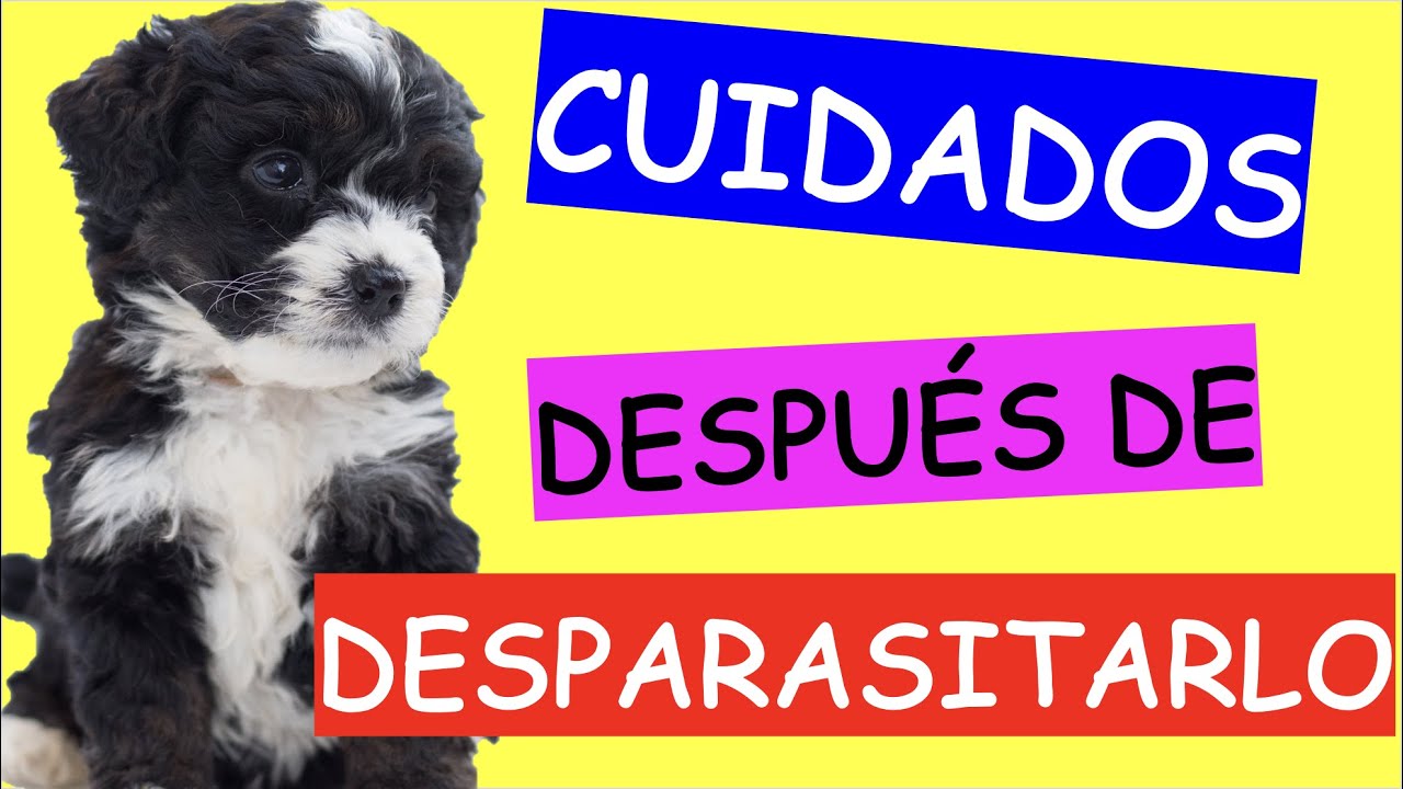 Sobredosis De Desparasitante Canino: Efectos Y Qué Hacer Si Le Di Mucho ...