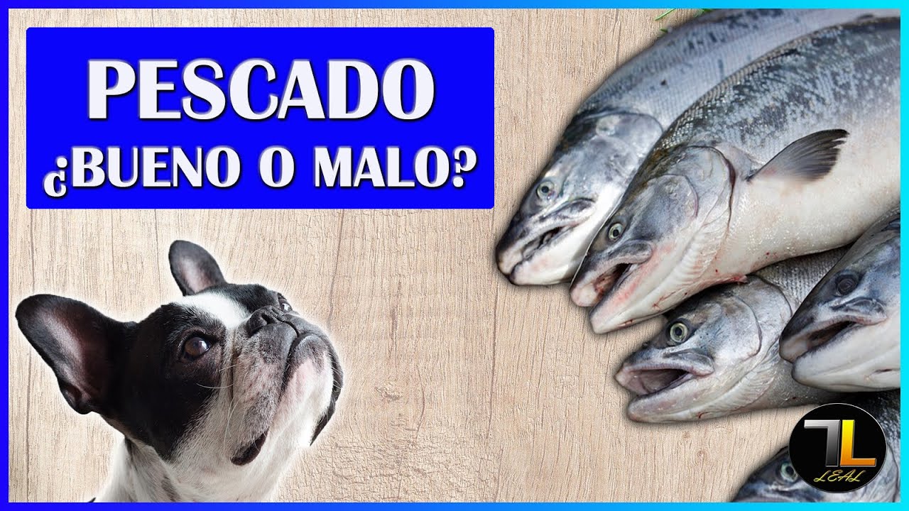 Pescado En La Dieta Canina: Consecuencias De Darle Pescado A Tu Perro