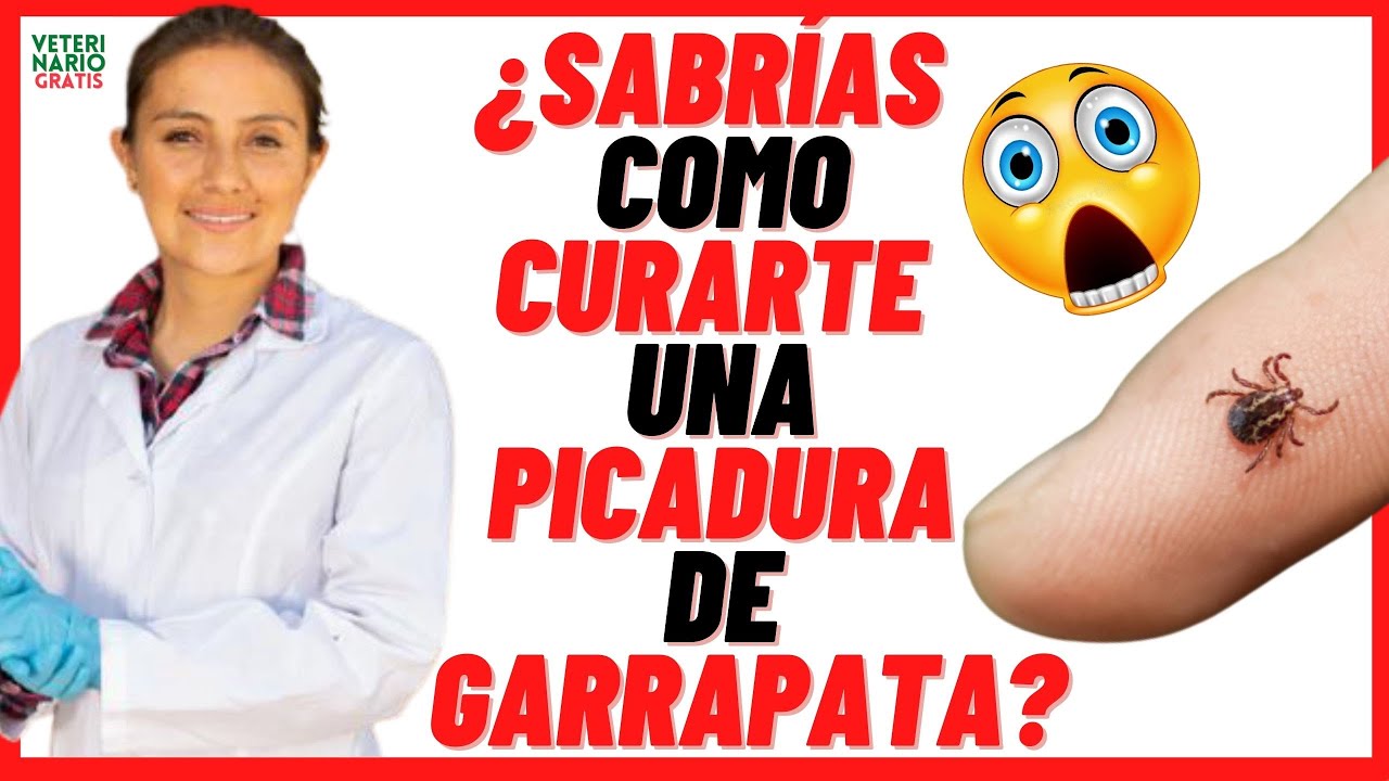 Picadura De Garrapata De Perro: Síntomas Y Acciones Inmediatas