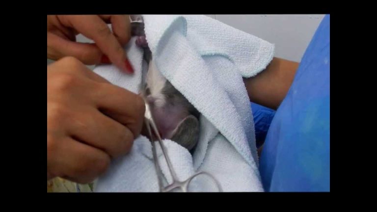 Corte Del Cordón Umbilical En Perras: Actuar Si No Sucede Automáticamente