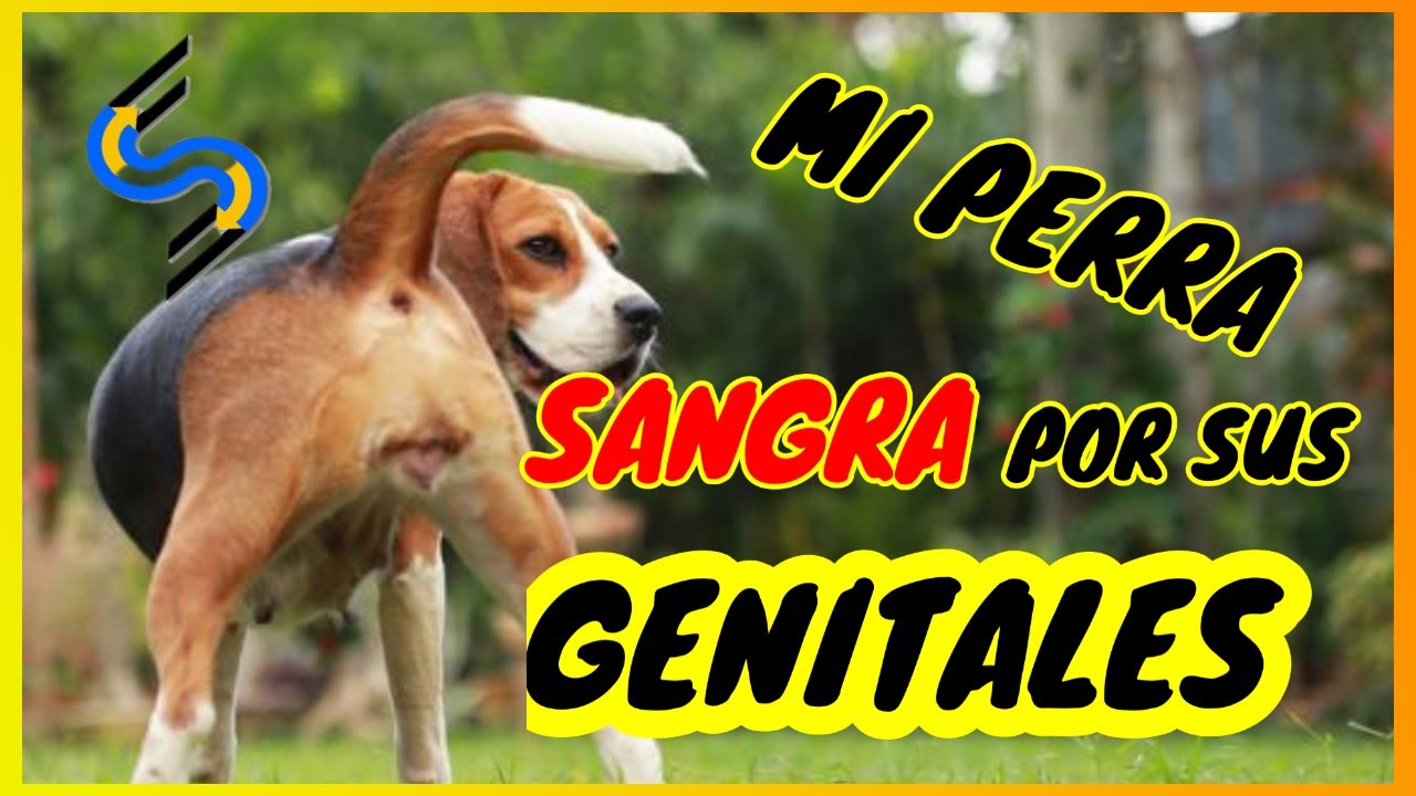 Sangrado En Perras: Causas, Qué Hacer Y Cuándo Preocuparse