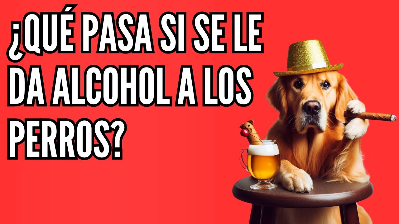 Consecuencias Y Riesgos: Qué Pasa Si Mi Perro Bebe Alcohol