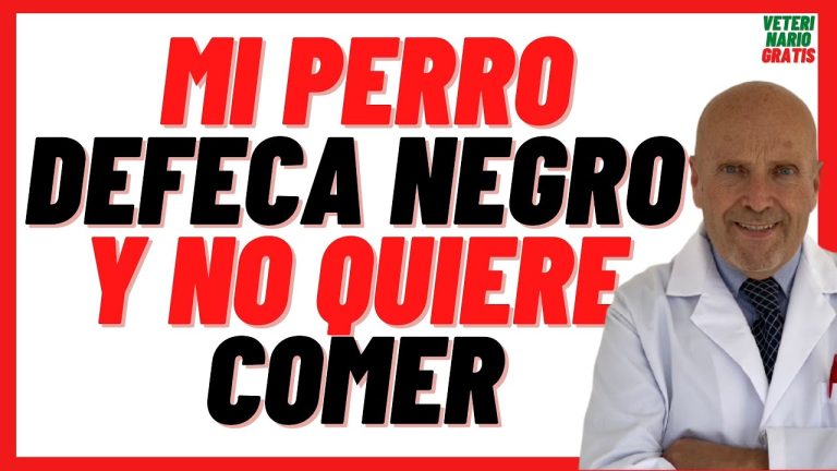 ¿Tu Perro Excreta Heces Negras? Causas Y Tratamiento Para Una Salud ...