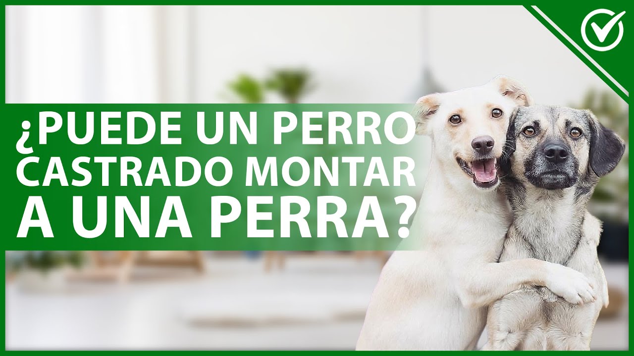 Mi Perro Castrado Aún Monta: ¿es Normal? Comportamiento Y Explicaciones