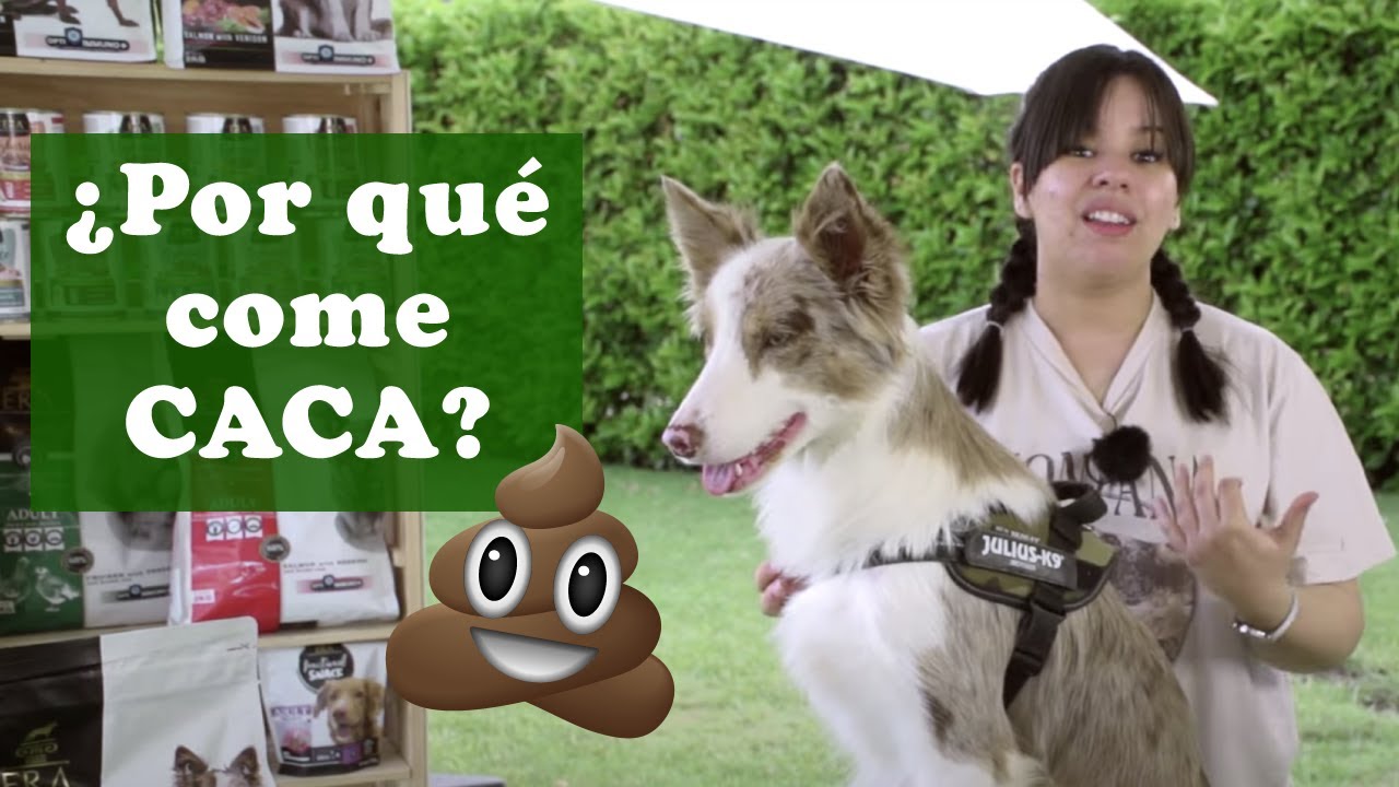 Consecuencias Y Riesgos: ¿Qué Pasa Si Mi Perro Come Caca De Conejo?