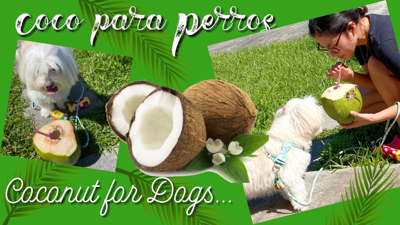 Consecuencias Y Cuidados: ¿Qué Pasa Si Mi Perro Come Coco?