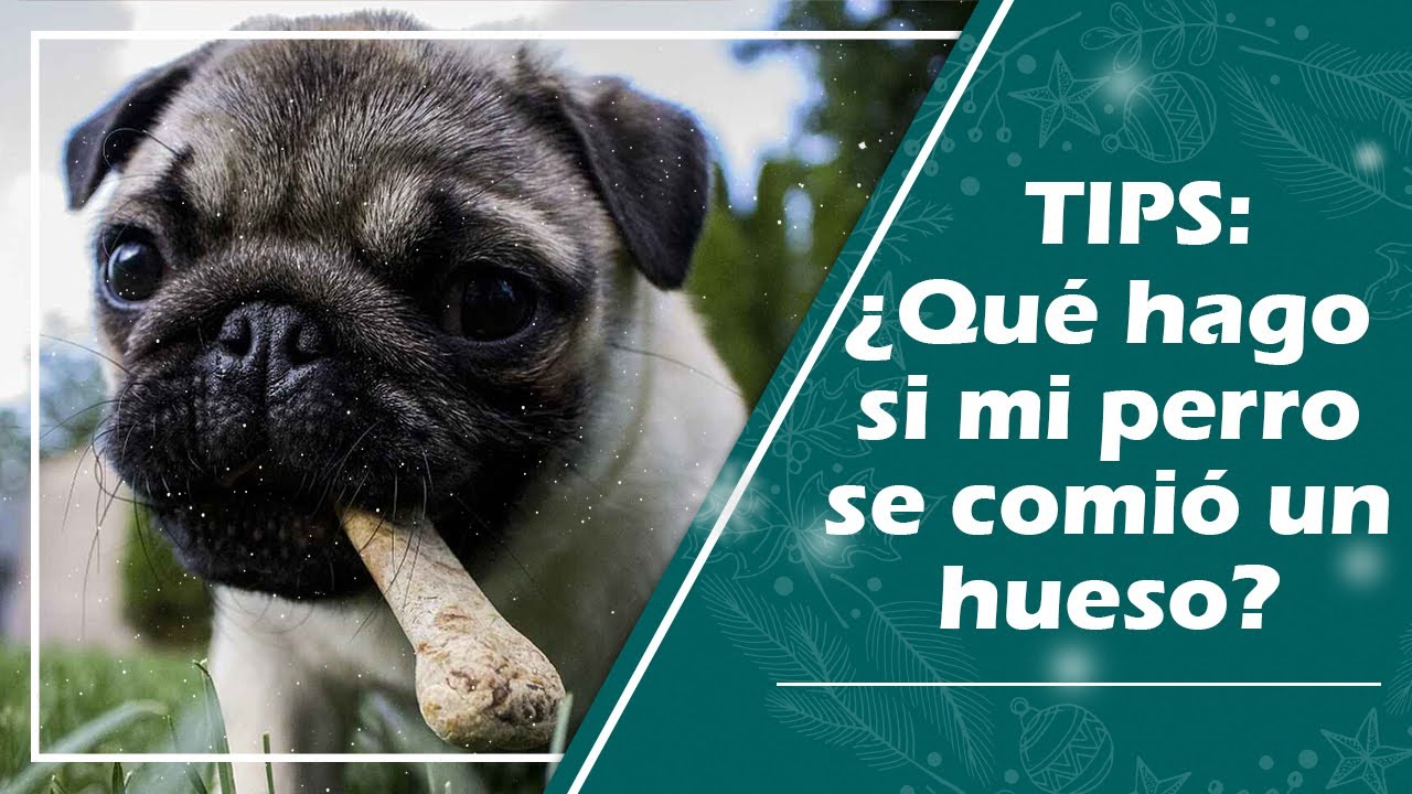 ¿Qué Pasa Si Mi Perro Come Hueso? Riesgos Y Primeros Auxilios