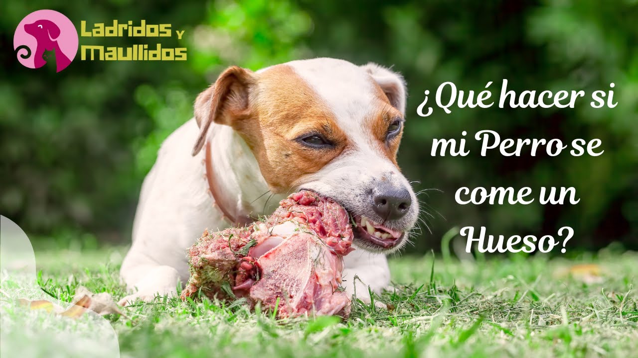 Consecuencias Y Riesgos: ¿Qué Pasa Si Mi Perro Come Huesos De Puerco?