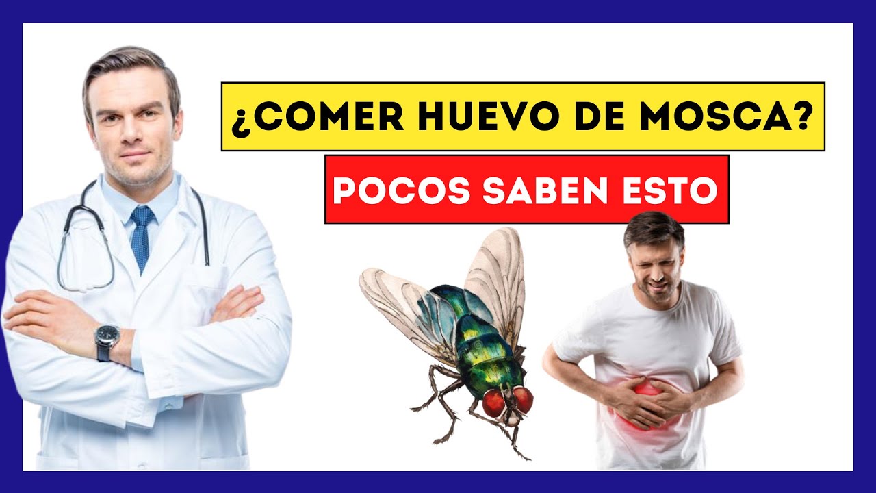 Consecuencias Y Cuidados: ¿Qué Pasa Si Mi Perro Ingiere Huevos De Mosca?