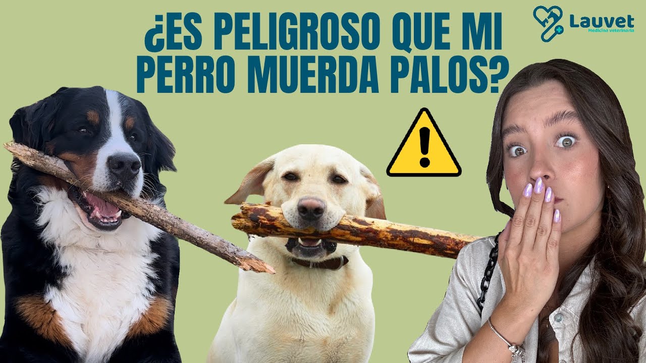 Consecuencias Y Primeros Auxilios: ¿Qué Pasa Si Mi Perro Come Madera?