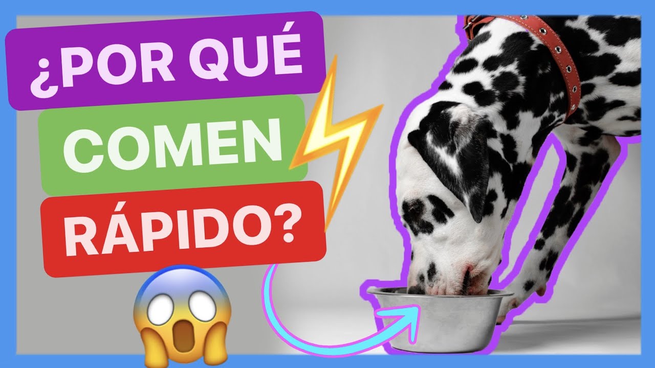 Consecuencias Y Soluciones: ¿Qué Pasa Si Mi Perro Come Muy Rápido?
