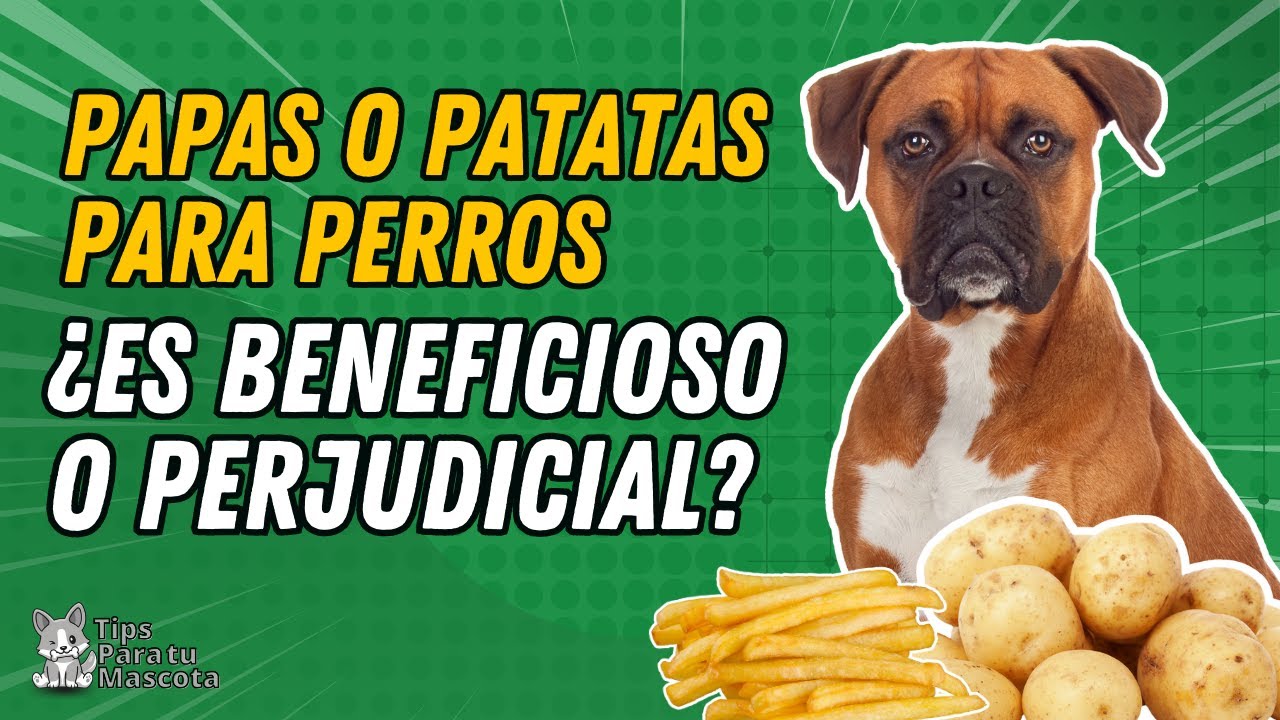 ¿Qué Pasa Si Mi Perro Come Papa? Riesgos Y Consejos De Alimentación