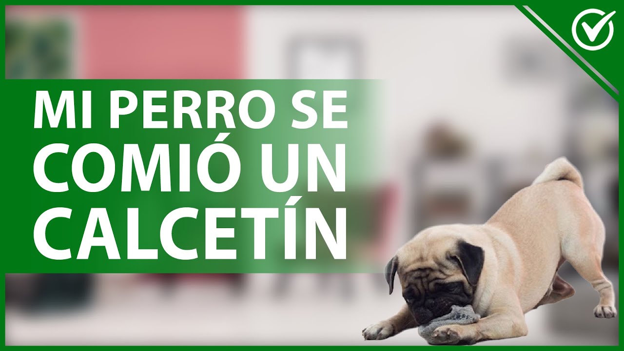 Consecuencias Y Primeros Auxilios: ¿Qué Hacer Si Mi Perro Come Tela?