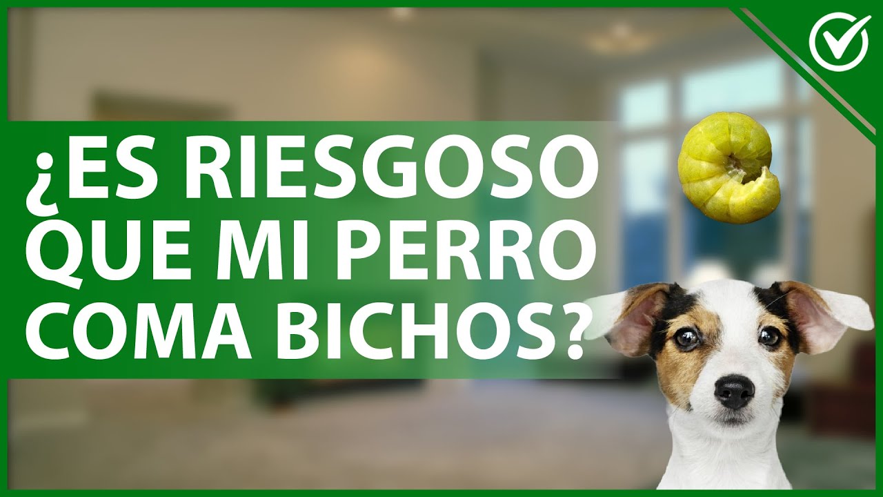 Mi Perro Comió Una Araña: Posibles Riesgos Y Acciones Recomendadas