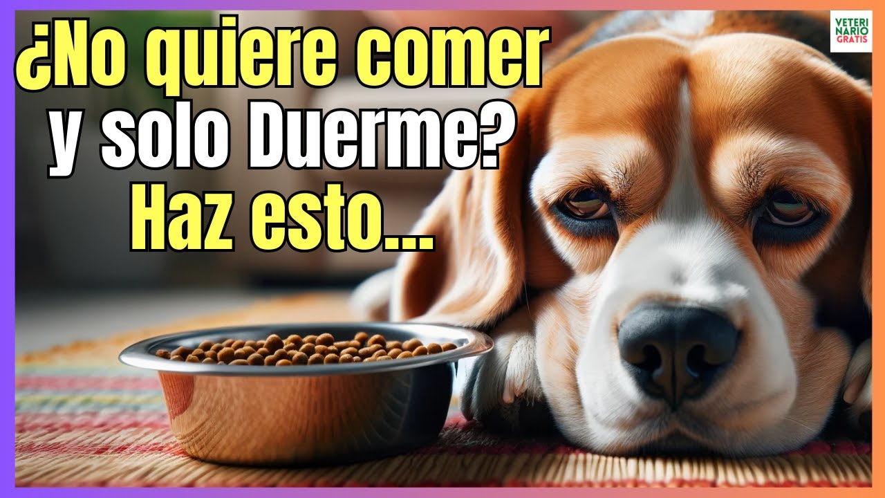 Qué Pasa Si Mi Perro Come Chocolate: Riesgos Y Primeros Auxilios