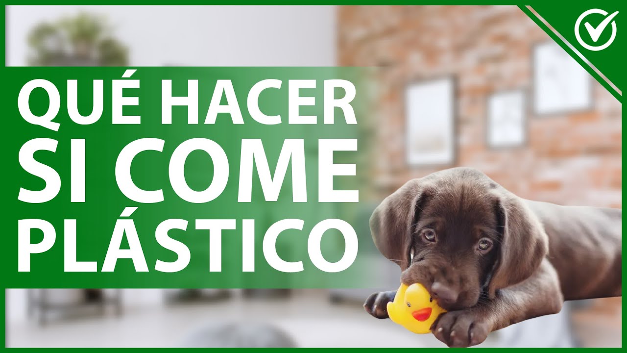 Mi Perro Ingirió Plástico: Qué Hacer Y Prevención De Riesgos