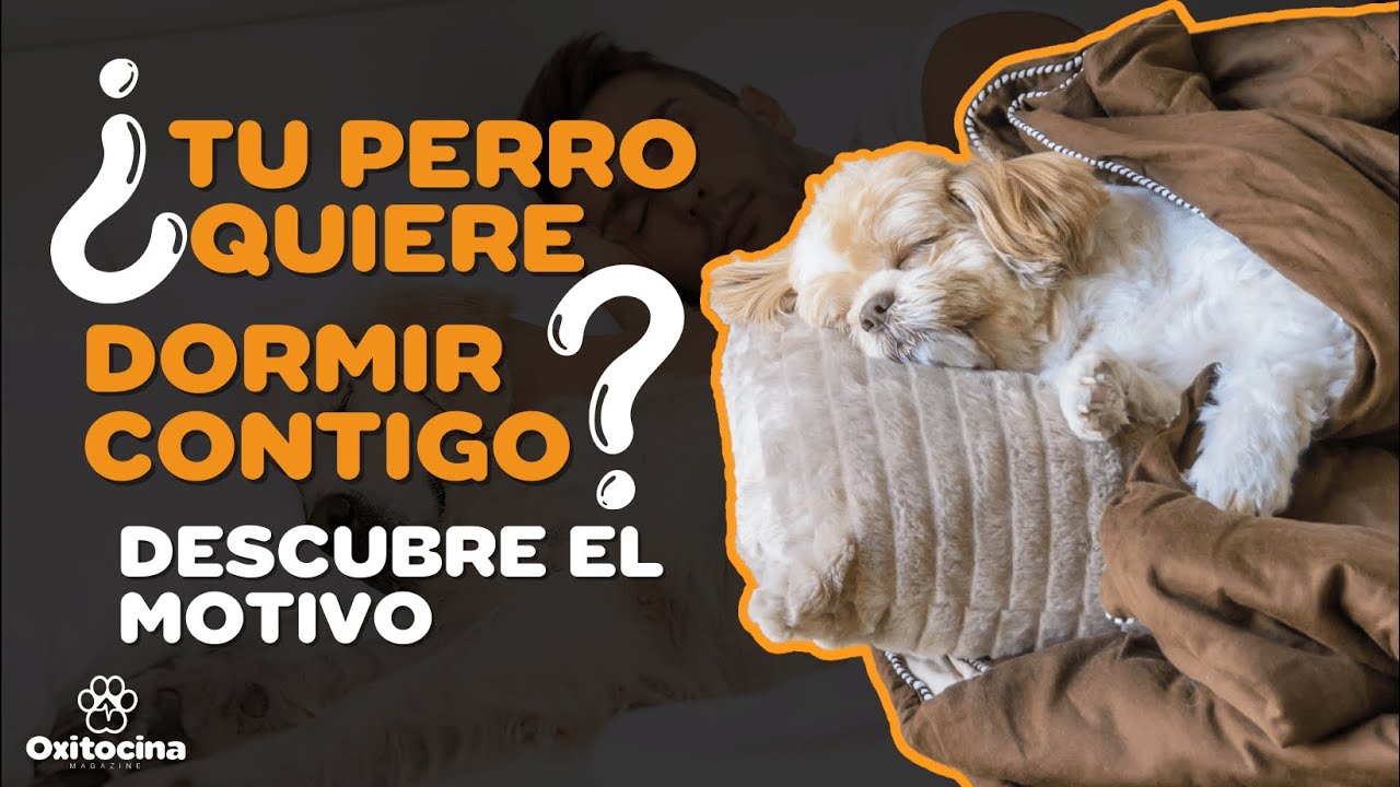 ¿Es Malo Que Mi Perro Duerma Conmigo? Descubre Las Consecuencias Y ...