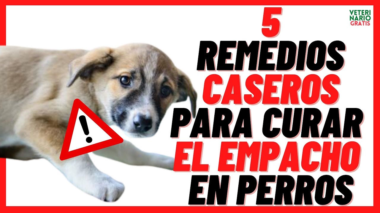 ¿Qué Hacer Si Tu Perro Está Empachado? Síntomas Y Soluciones Rápidas