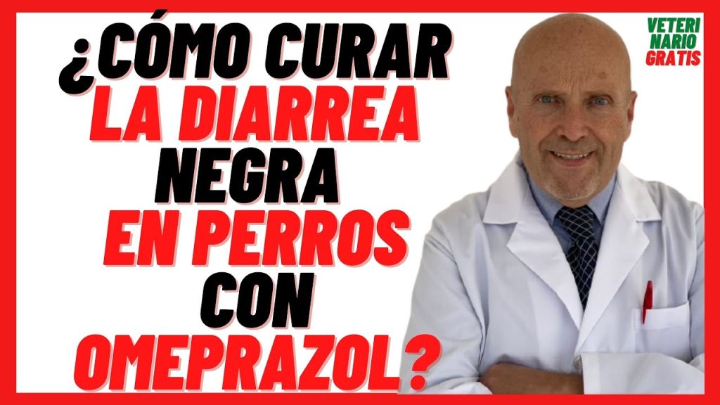 Mi Perro Hace Caca Negra: Causas, Diagnóstico Y Tratamiento