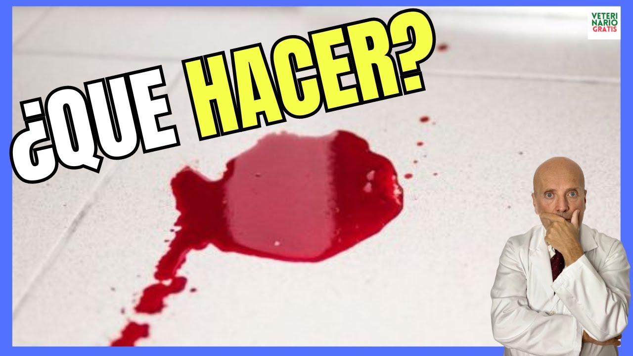Hematuria En Perros: Qué Hacer Si Tu Perro Orina Sangre