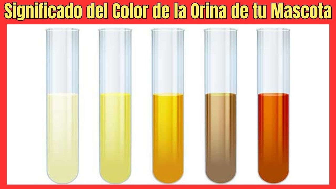 Pipi Transparente En Perros: Causas Y Cuándo Preocuparse