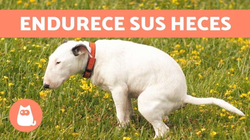 ¿Popo Aguada En Perros? Causas Y Soluciones Para Tu Mascota