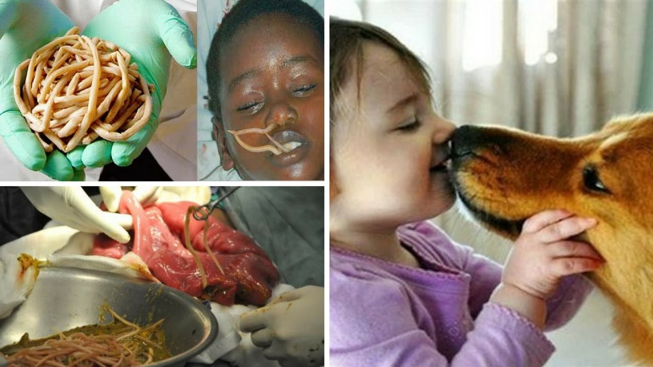 ¿Qué Pasa Si Mi Perro Me Lame La Boca?: Riesgos Y Explicaciones