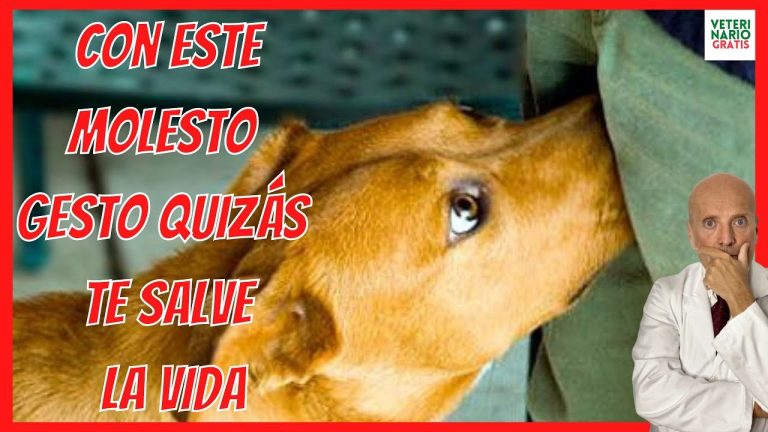 Riesgos De Que Mi Perro Me Lama La Zona íntima: Higiene Y Salud Canina