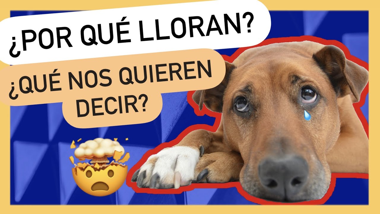 Qué Pasa Si Mi Perro Me Ve Llorar: Descifrando La Reacción Canina Y ...