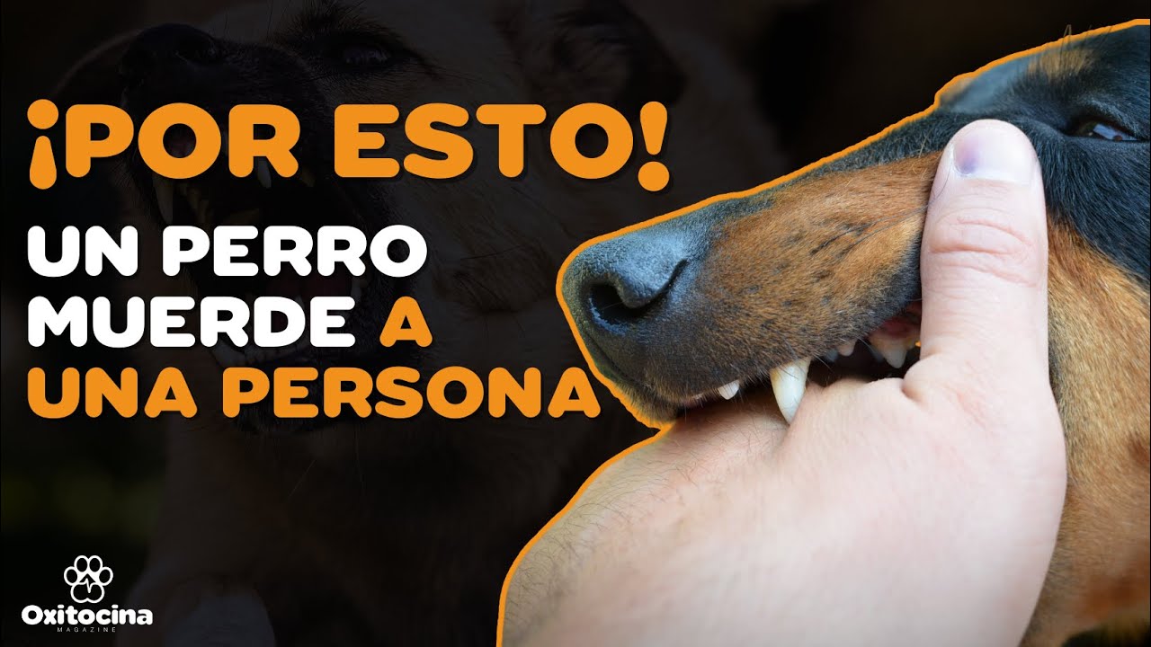 Consecuencias Y Pasos A Seguir: Qué Hacer Si Tu Perro Mordió A Una Persona