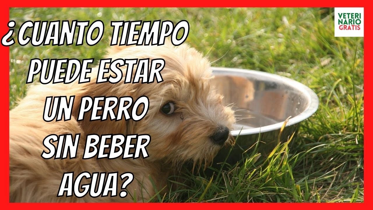 Alerta De Salud: ¿Qué Pasa Si Mi Perro No Bebe Agua? Causas Y Soluciones
