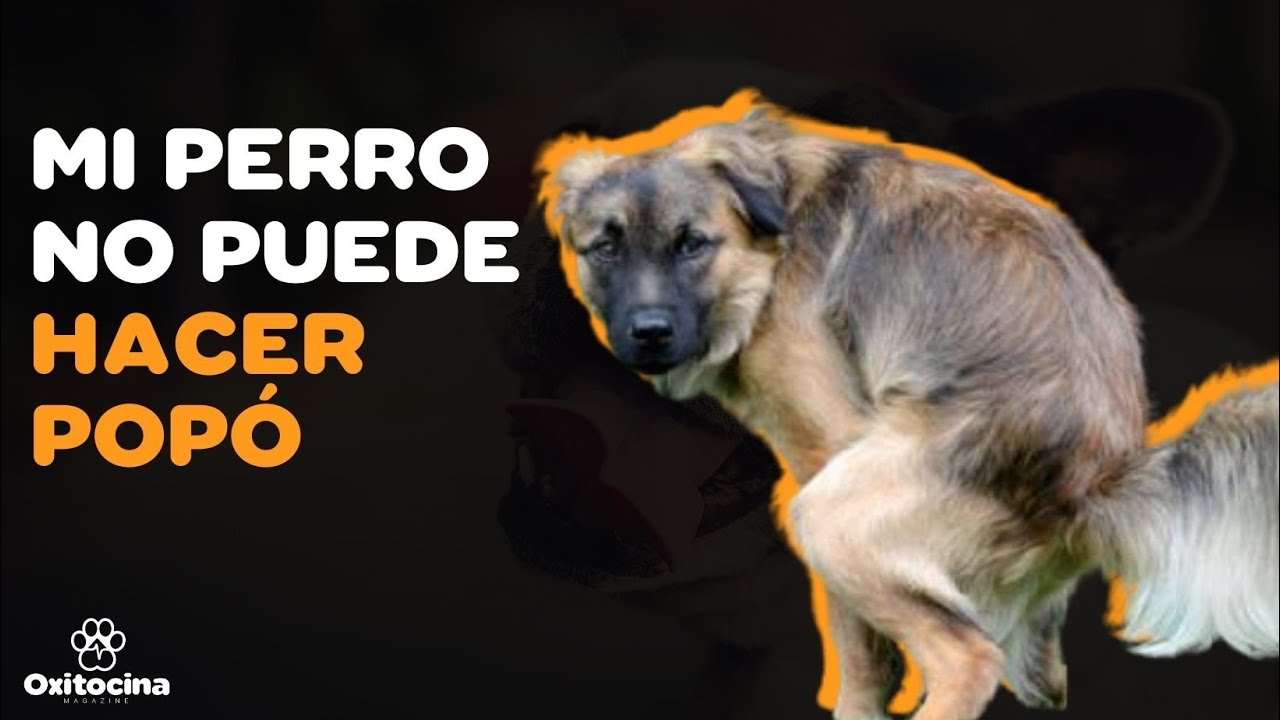 ¿Qué Pasa Si Mi Perro No Defeca? Causas Y Soluciones Inmediatas