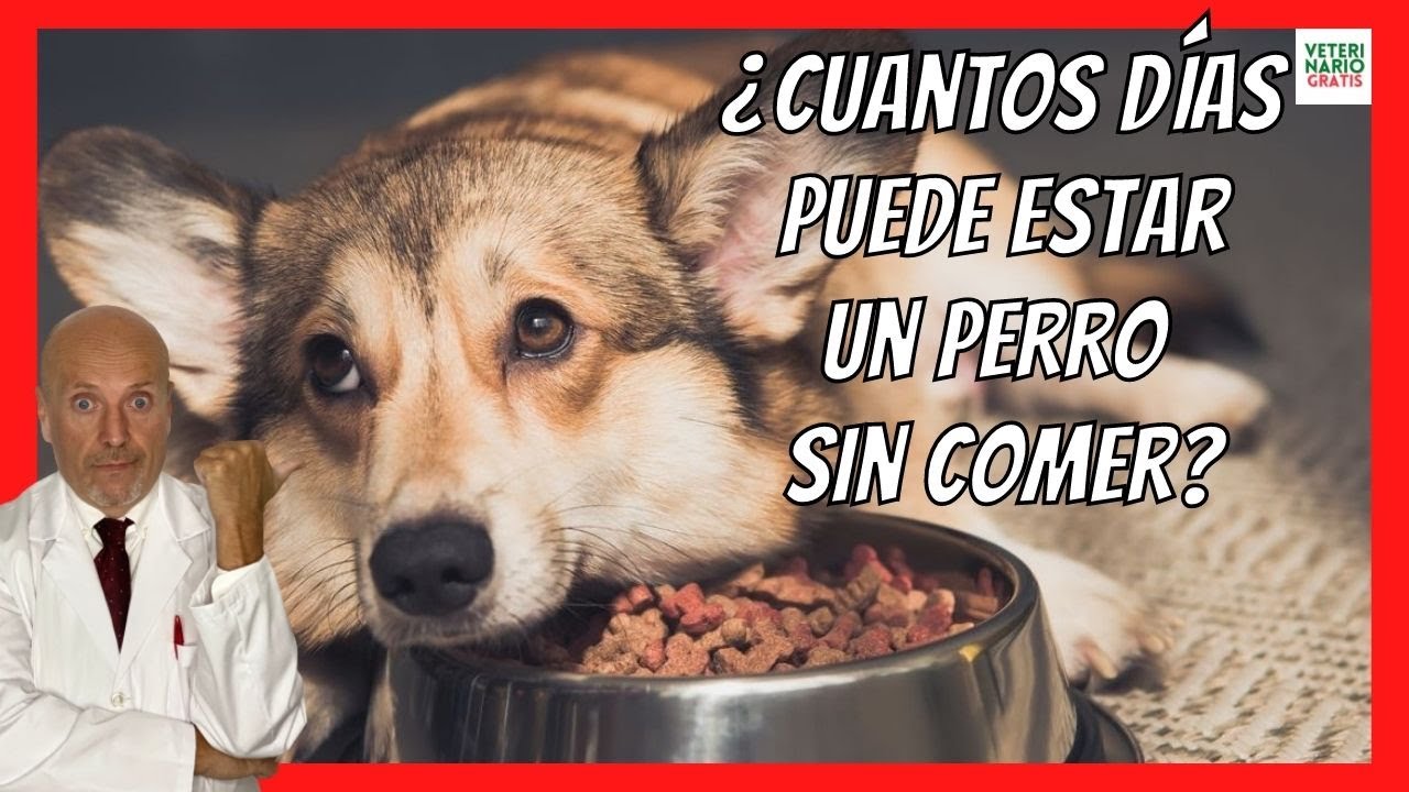 ¿Qué Pasa Si Tu Perro No Come 24 Horas? Guía Para Entender Y Actuar