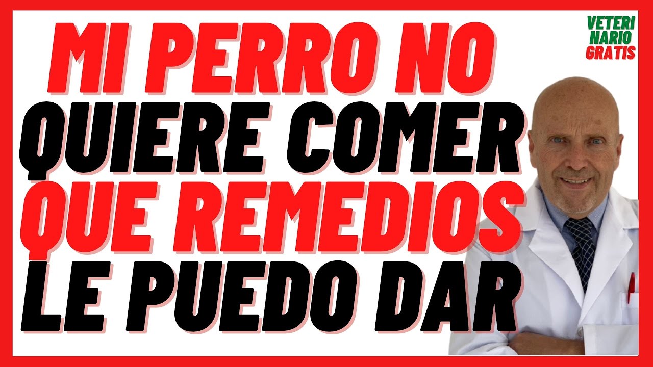 ¿Qué Pasa Si Mi Perro No Come Un Día? Causas Y Acciones Recomendadas
