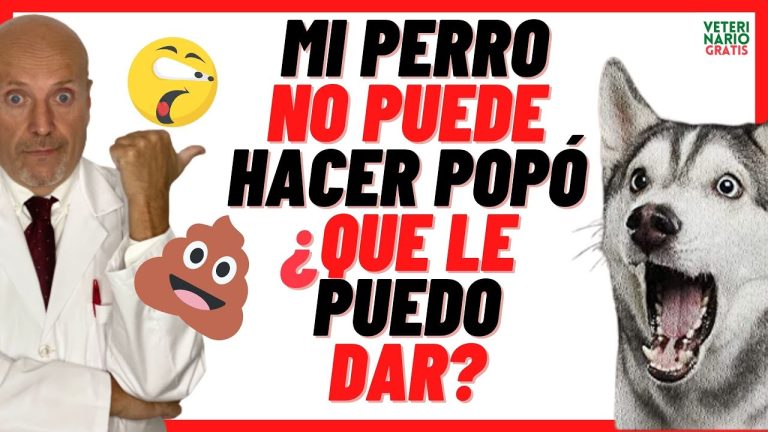 Mi Perro No Puede Defecar: Causas, Soluciones Y Cuándo Preocuparse