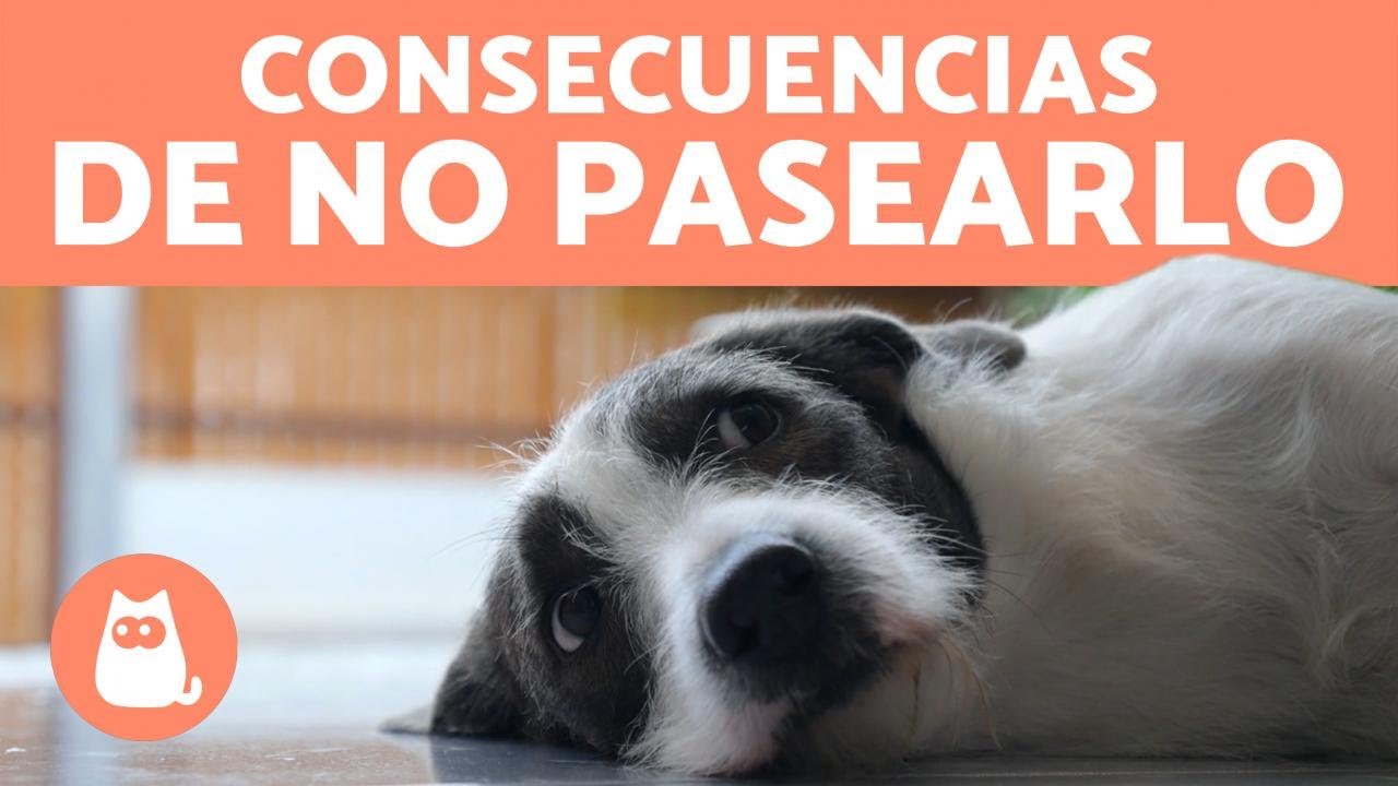 Consecuencias Y Riesgos: Qué Pasa Si Mi Perro No Sale A Pasear Regularmente