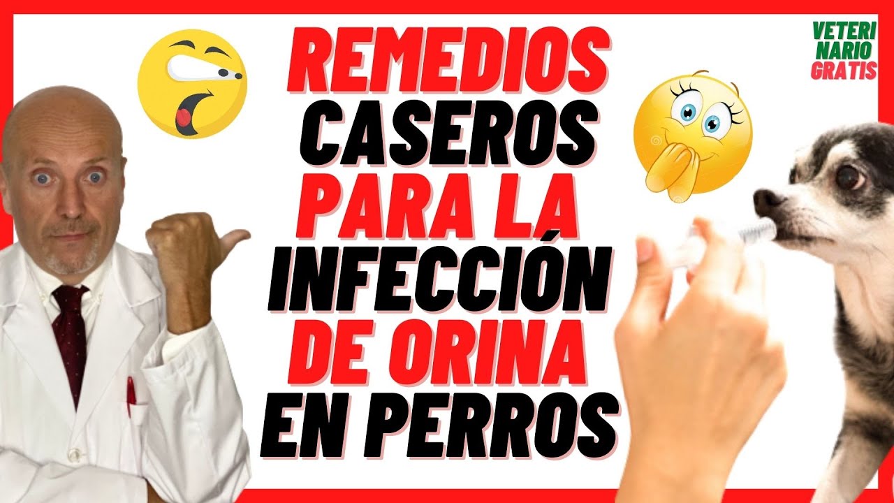 Orina Roja En Perros: Causas, Tratamiento Y Prevención