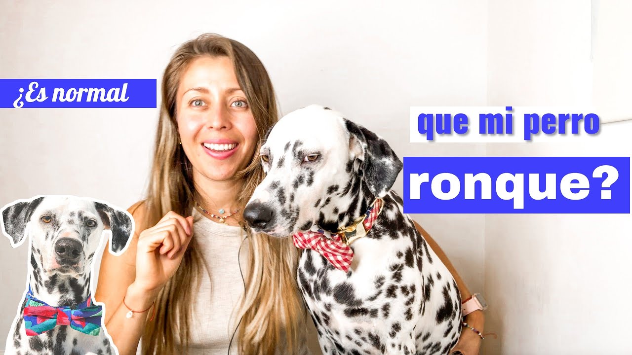 ¿Tu Perro Ronca Demasiado? Causas Y Soluciones Para La Ronquera Canina