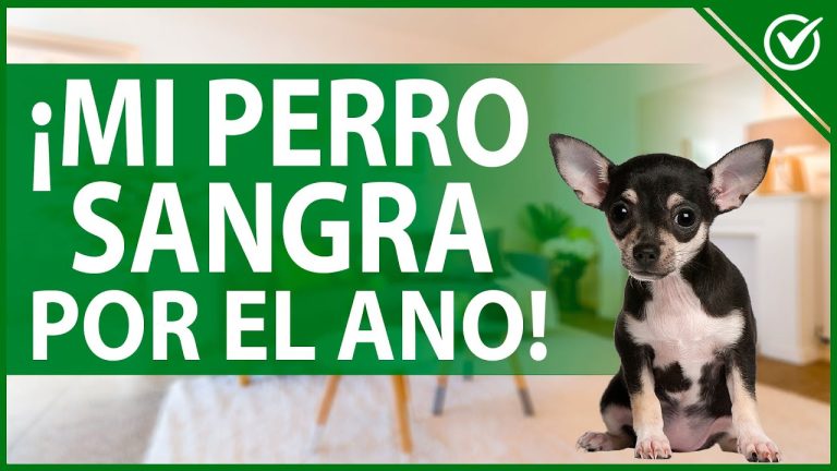 Sangrado Anal En Perros: Causas Y Soluciones Si Tu Canino Sangra Por El Ano