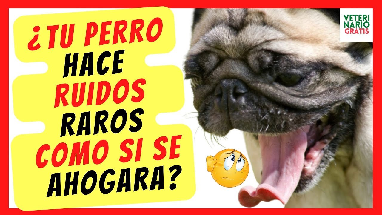 Primeros Auxilios Caninos: Qué Hacer Si Tu Perro Se Ahoga - Guía De ...