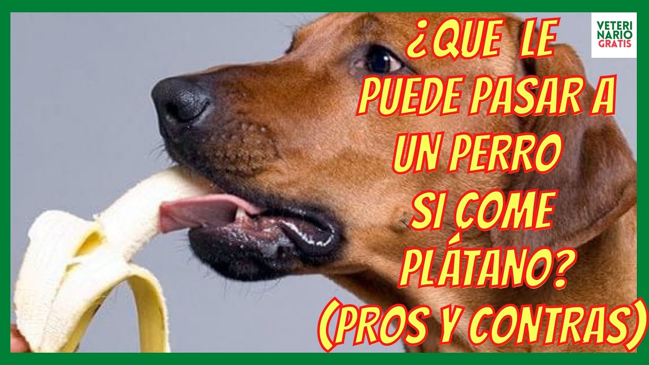 Consecuencias Y Acción Rápida: ¿Qué Pasa Si Mi Perro Se Come Cáscara De ...