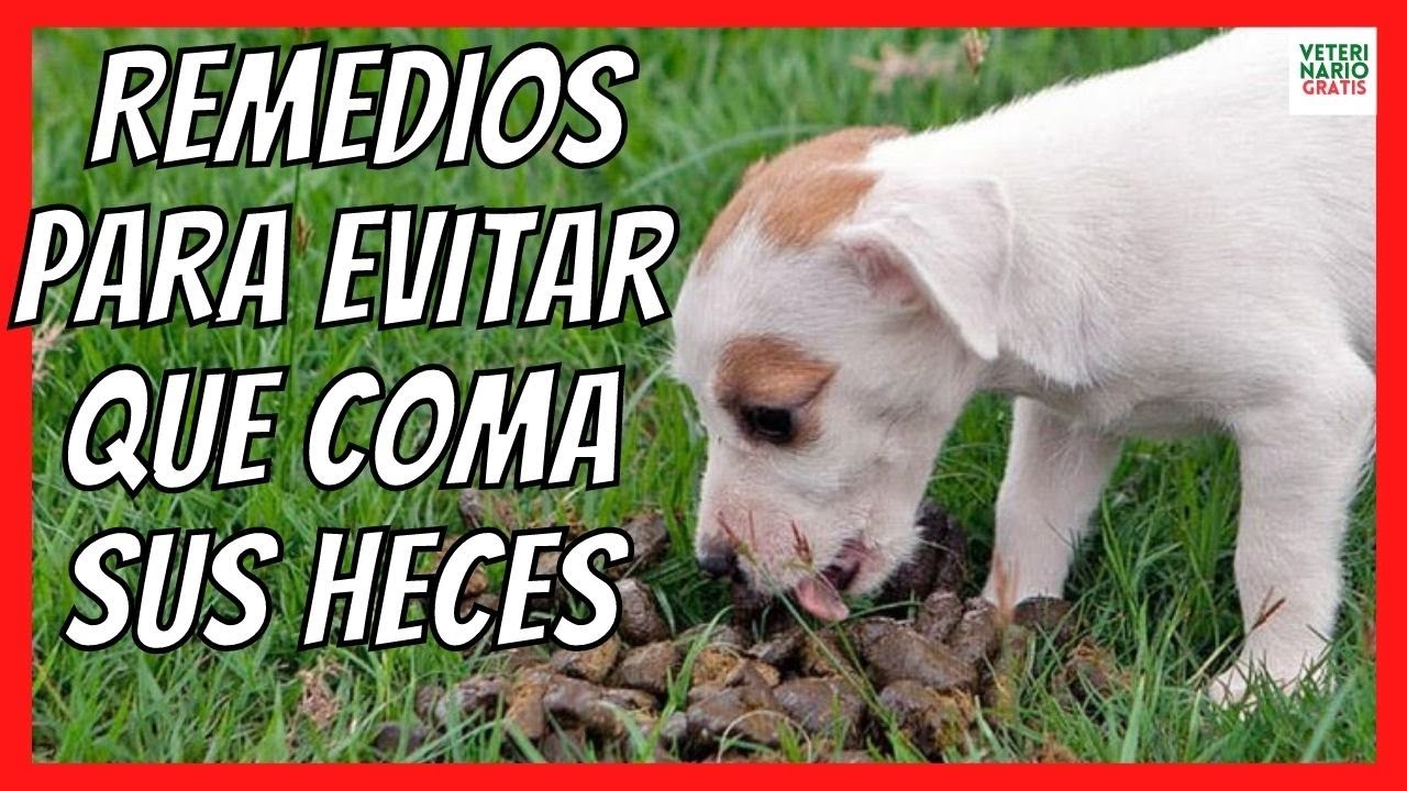 Copofagia Canina: Qué Hacer Si Tu Perro Se Come Sus Heces